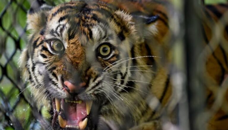 Dua Harimau Sumatra Dilepasliarkan di Kawasan Taman Nasional Gunung ...